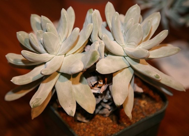 Dudleya Succulents 101: A Visual Tour of 52 Different Varieties ...