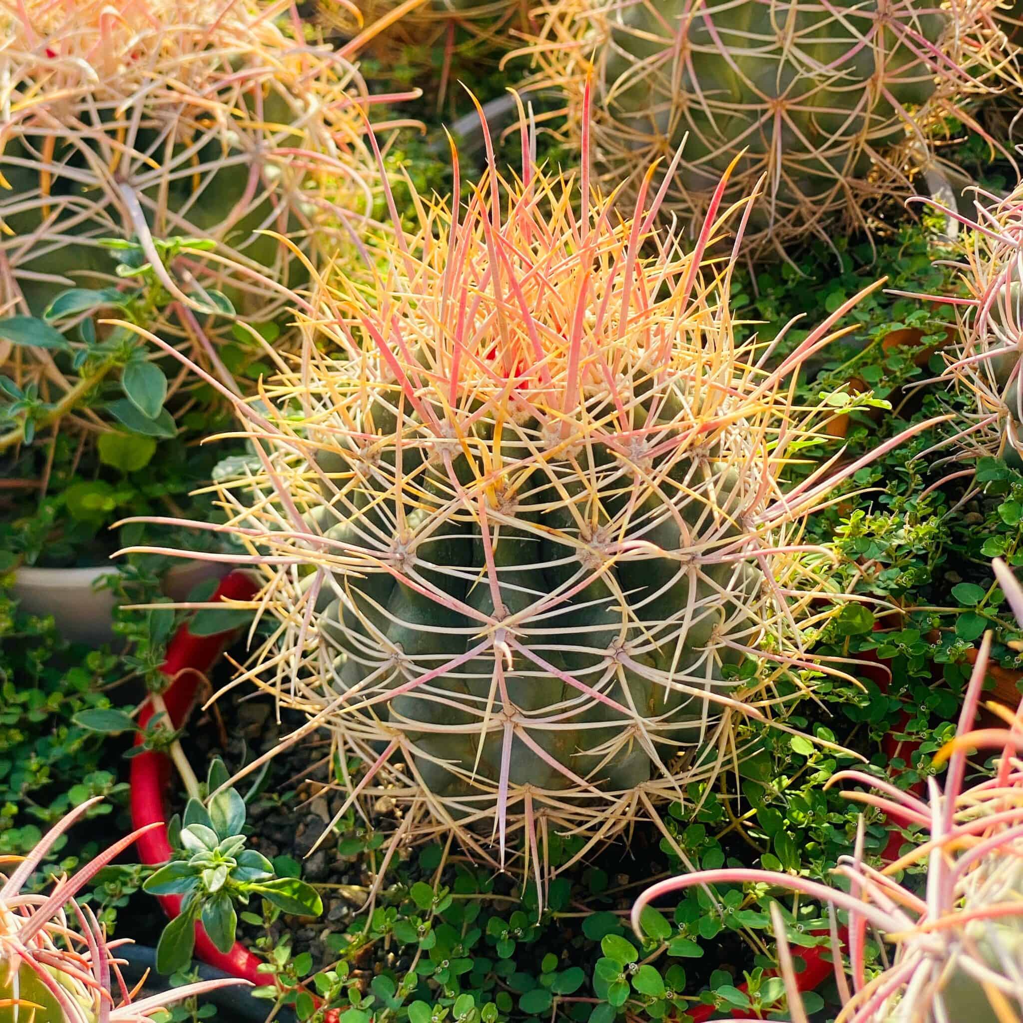 25 Types of Indoor Cactus Plants | Houseplant Alley