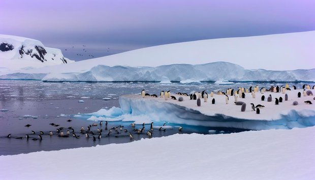 Do Different Penguin Species Get Along And Coexist?