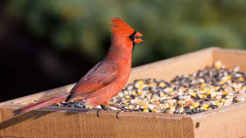 13 Ways to Attract Cardinals Without Spending a Fortune