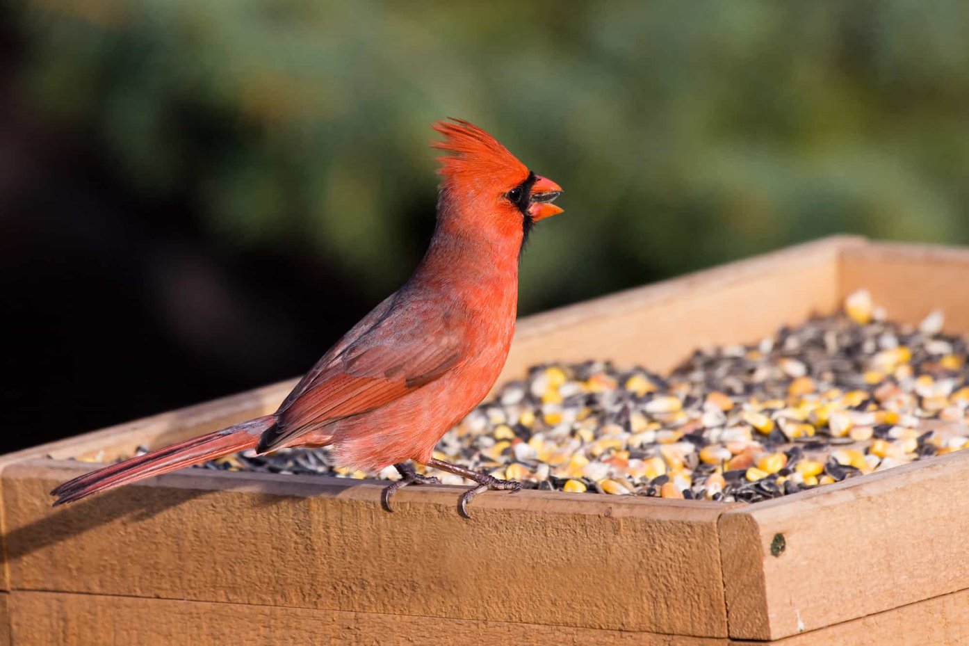 13 Secrets to Keeping Cardinals in Your Yard All Year
