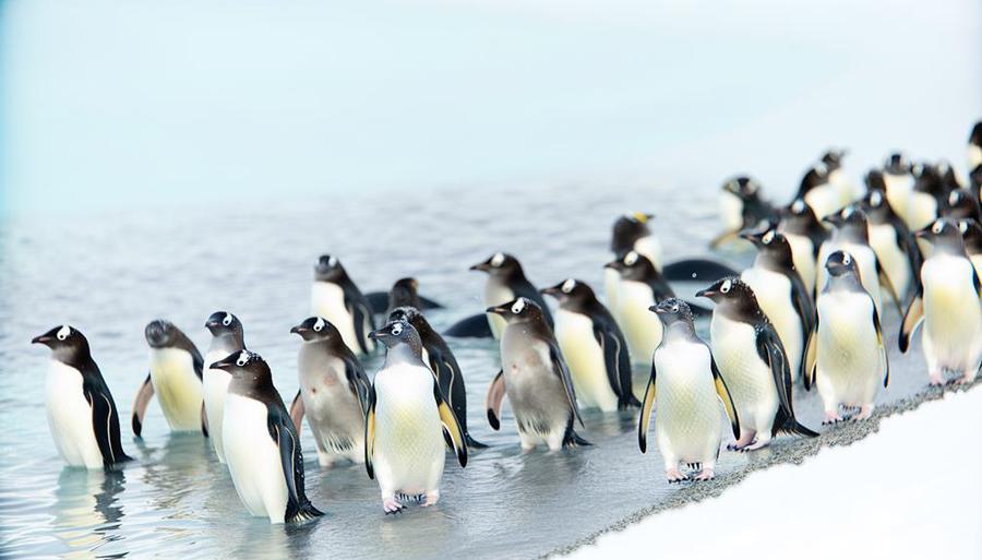 What Are Penguins' Habitats According To Britannica?