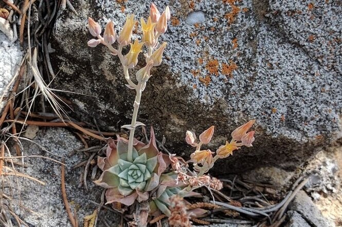 Dudleya Succulents 101: A Visual Tour of 52 Different Varieties ...