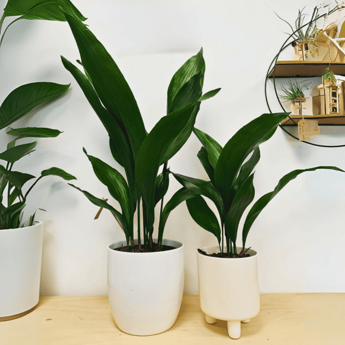 Best Low Light Plants for Your Windowless Bathroom | Houseplant Alley