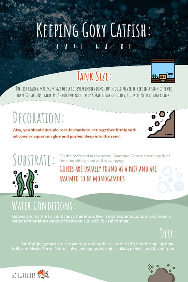 goby care guide