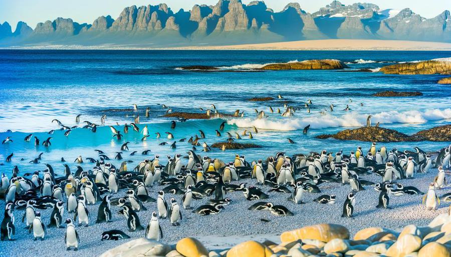 Identifying Where Penguins Live In The Northern Hemisphere