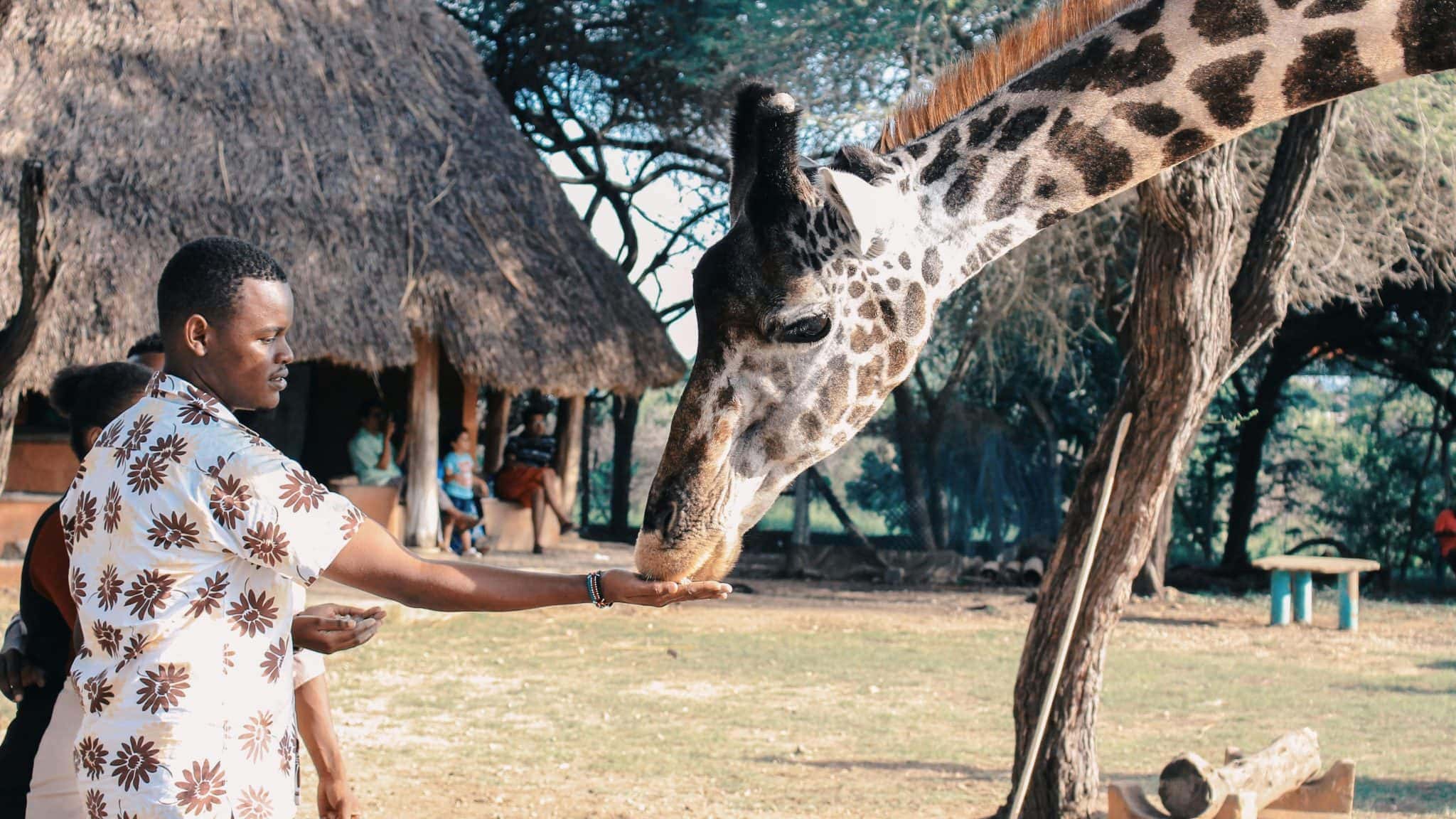 10 Countries Where Giraffes Still Roam Freely - Africa Wanderlust