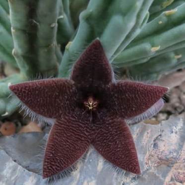 35 Types of Stapelia Succulents (With Pictures) | Succulent Alley