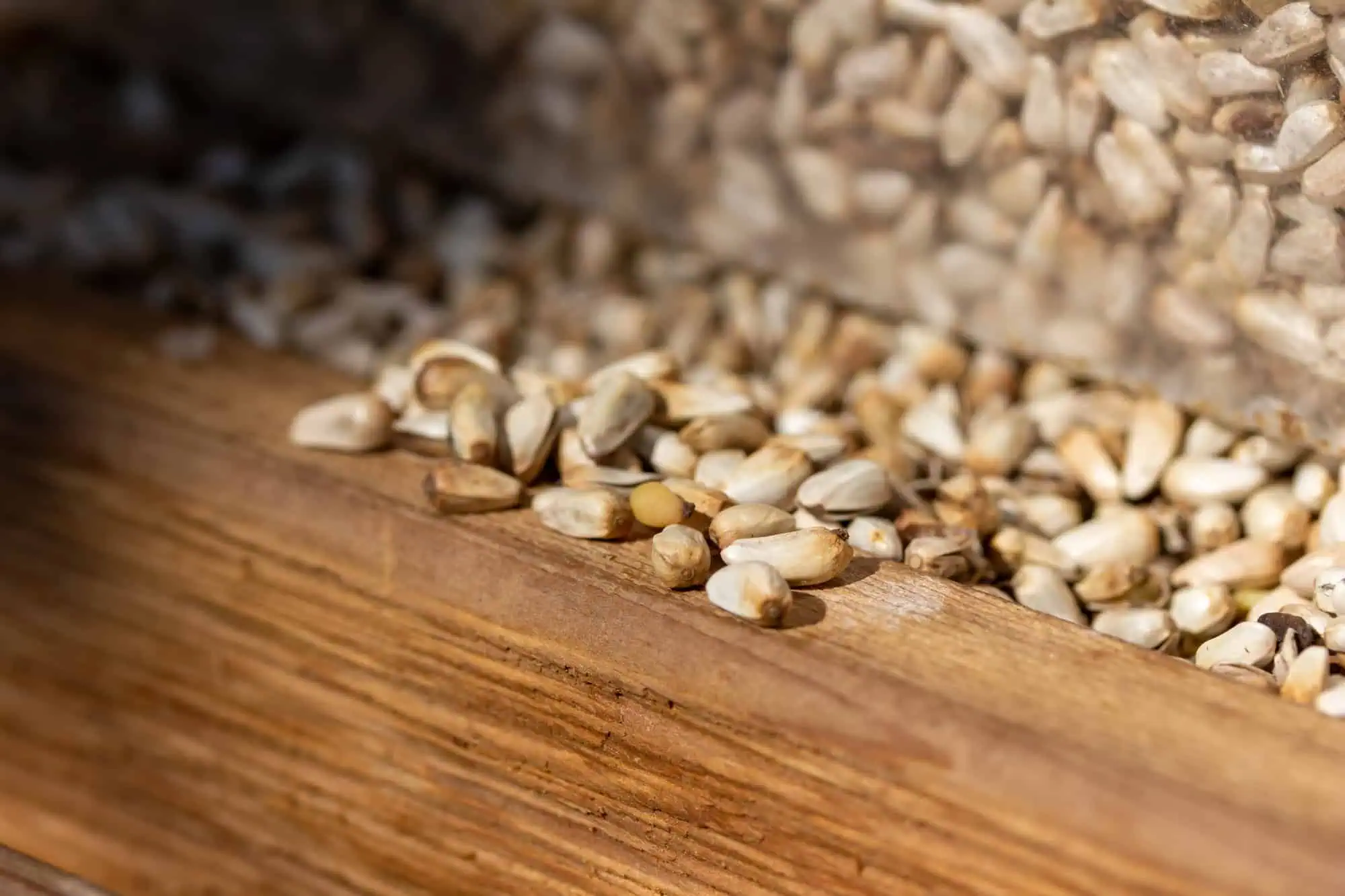 12 Signs You're Overfeeding Your Backyard Birds