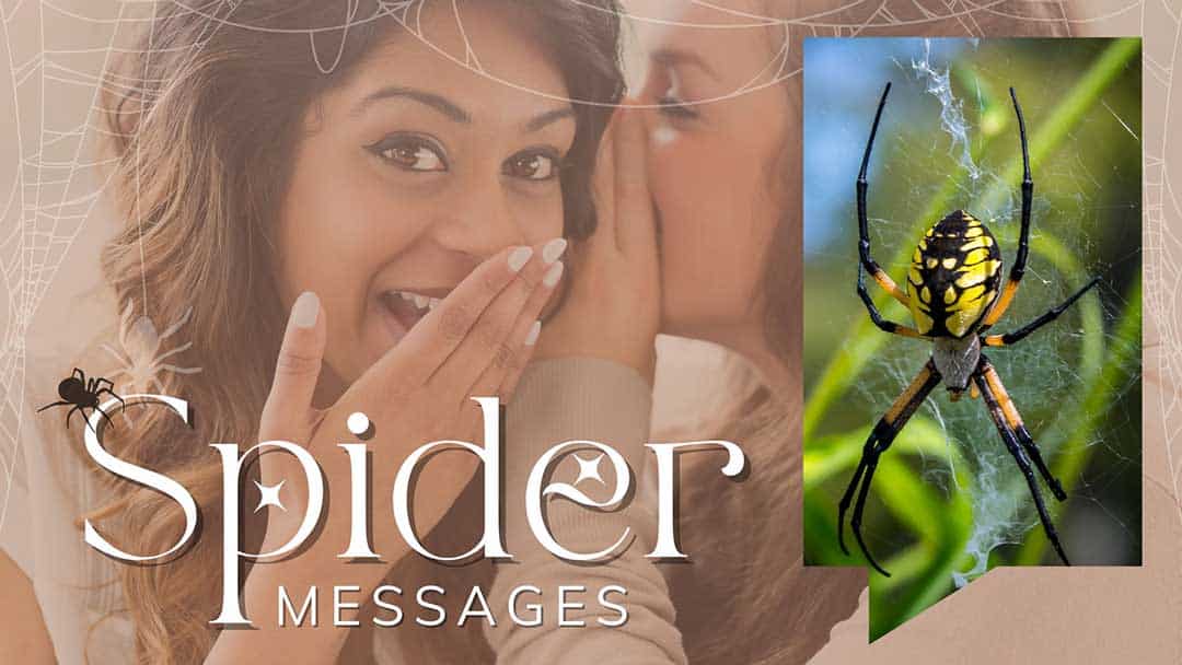 Spider Messages: What These Sacred Visitors Are Really Telling You ...