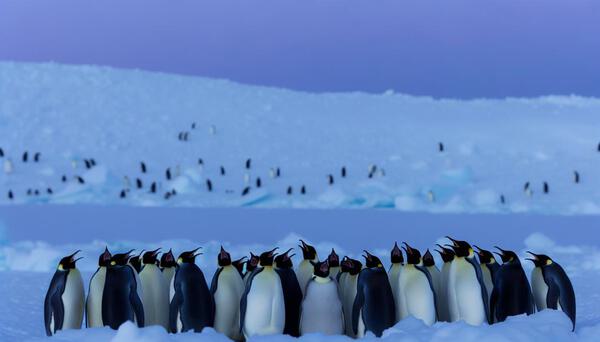 Mastering The Deep: Measuring Emperor Penguin Dive Depths