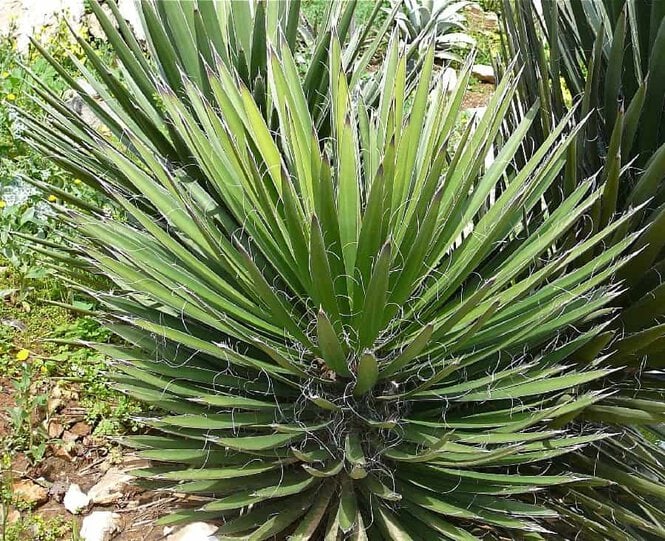 61 Yucca Plant Varieties: Identification and Care Guide | Succulent Alley