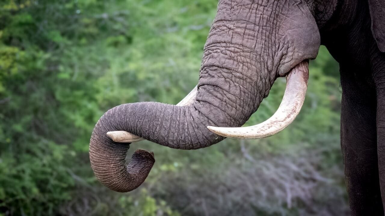 Elephant Trunk | The Amazing Conservation Tool | 2025