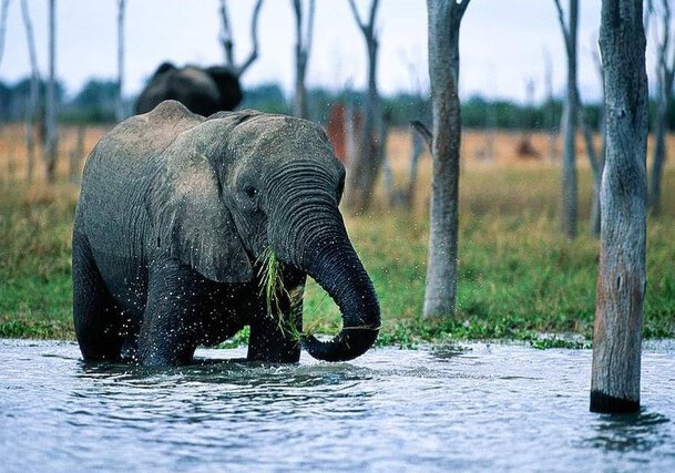 The 10 Best Zimbabwe National Parks Worth Your Time!
