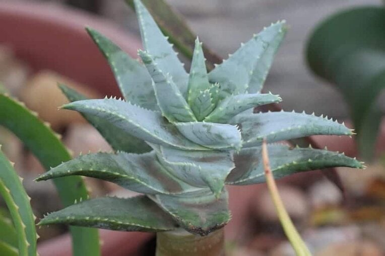 50+ Stunning Aloe Species That Double As Living Art | Succulent Alley