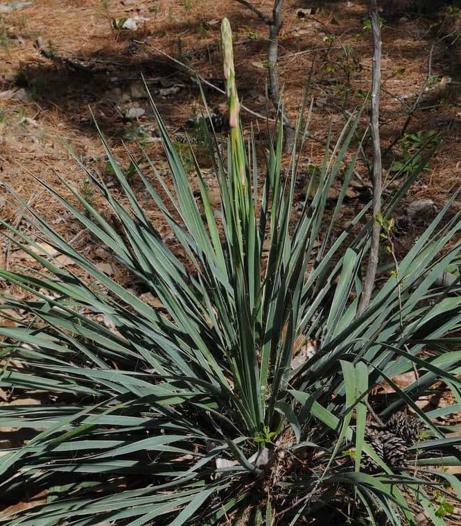 61 Yucca Plant Varieties: Identification and Care Guide | Succulent Alley