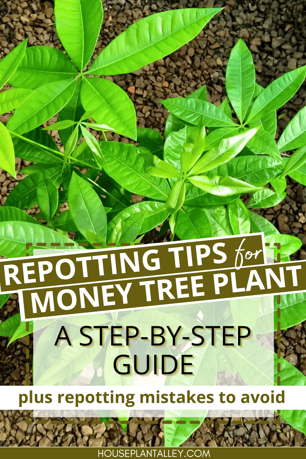 Repotting Your Money Tree: A Guide to a Thriving, Happy Plant ...