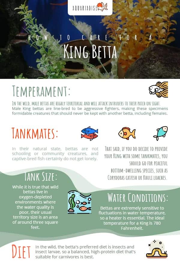 king betta fish names