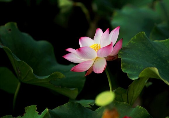 Lotus Flower Meaning: Love, Life, and Spiritual SymbolismDeluxe Astrology