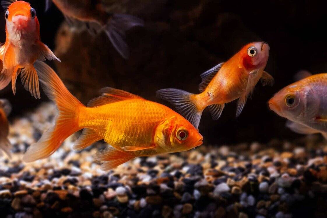 goldfish types