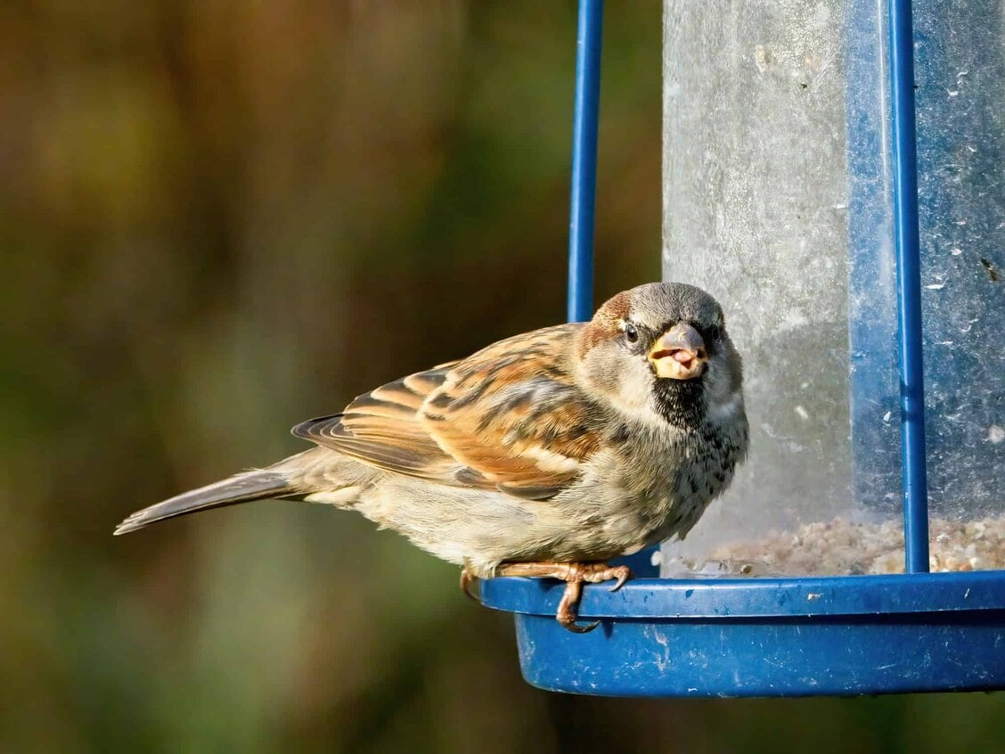 7 Birds That Know It's Going to Rain Before You Do