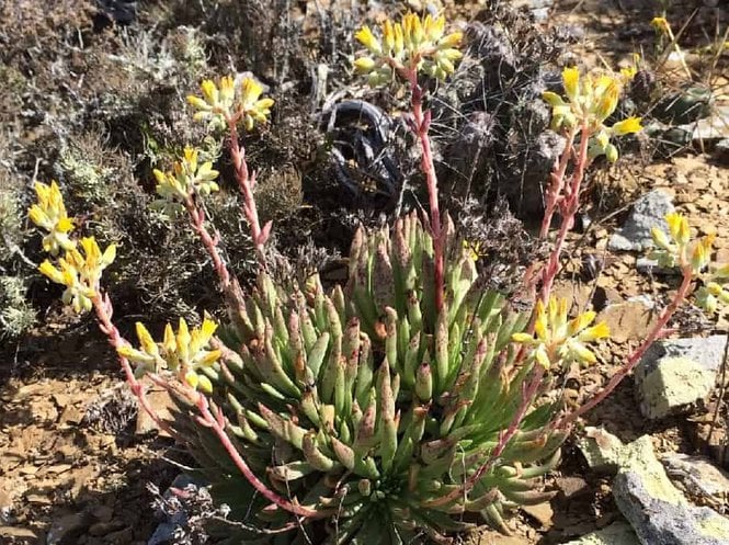 Dudleya Succulents 101: A Visual Tour of 52 Different Varieties ...
