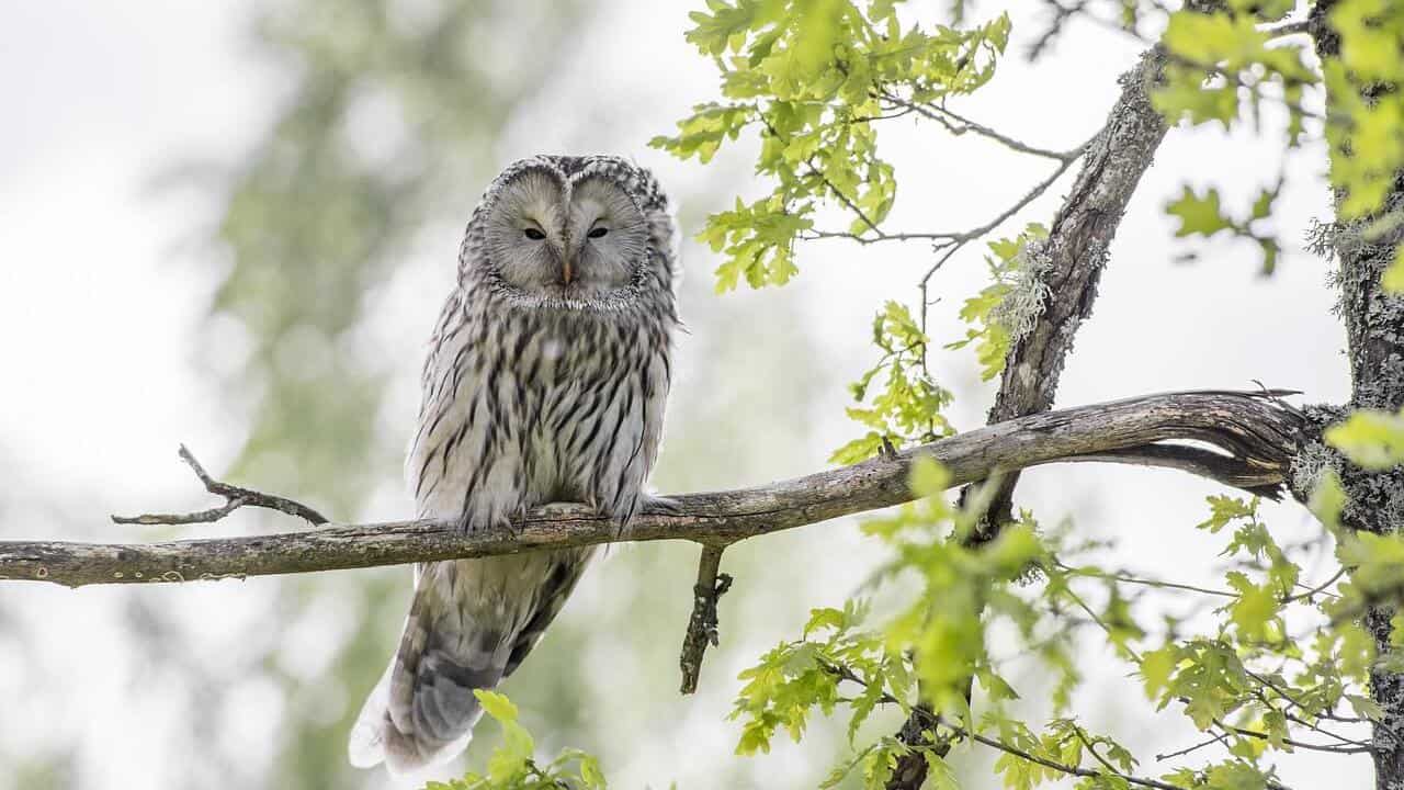 Your Guide to the Owl Spirit Animal: Embrace Wisdom in 2025Deluxe Astrology