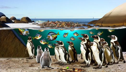 10 Key Locations On The Map Where African Penguins Live