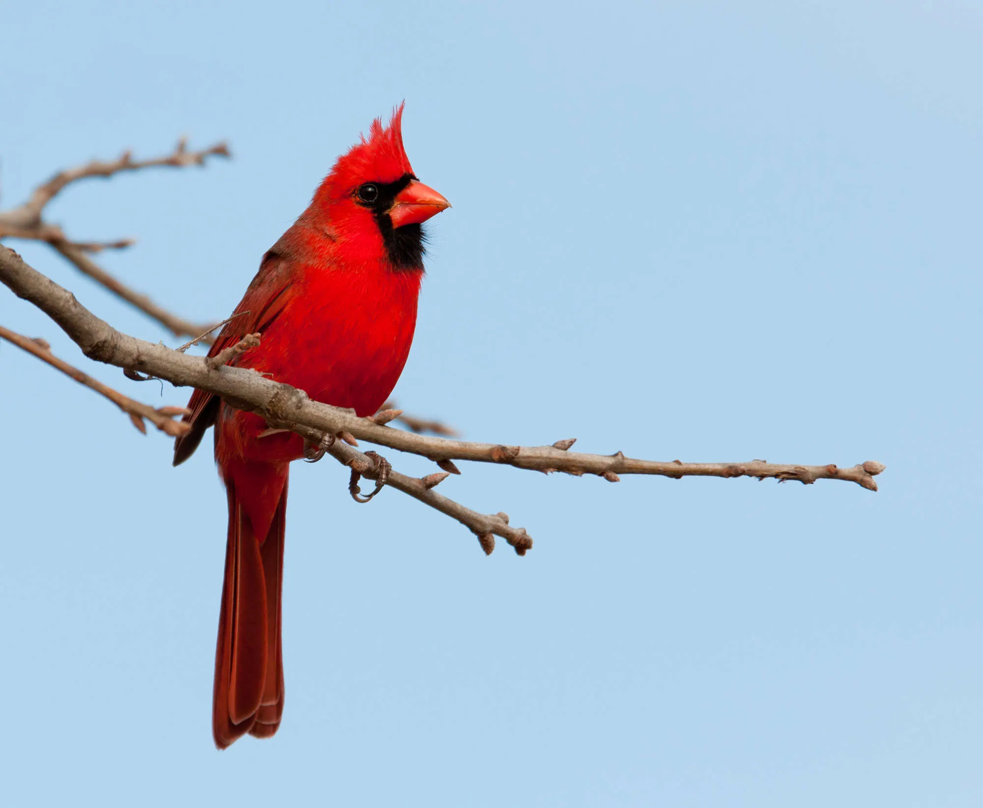 13 Ways to Attract Cardinals Without Spending a Fortune