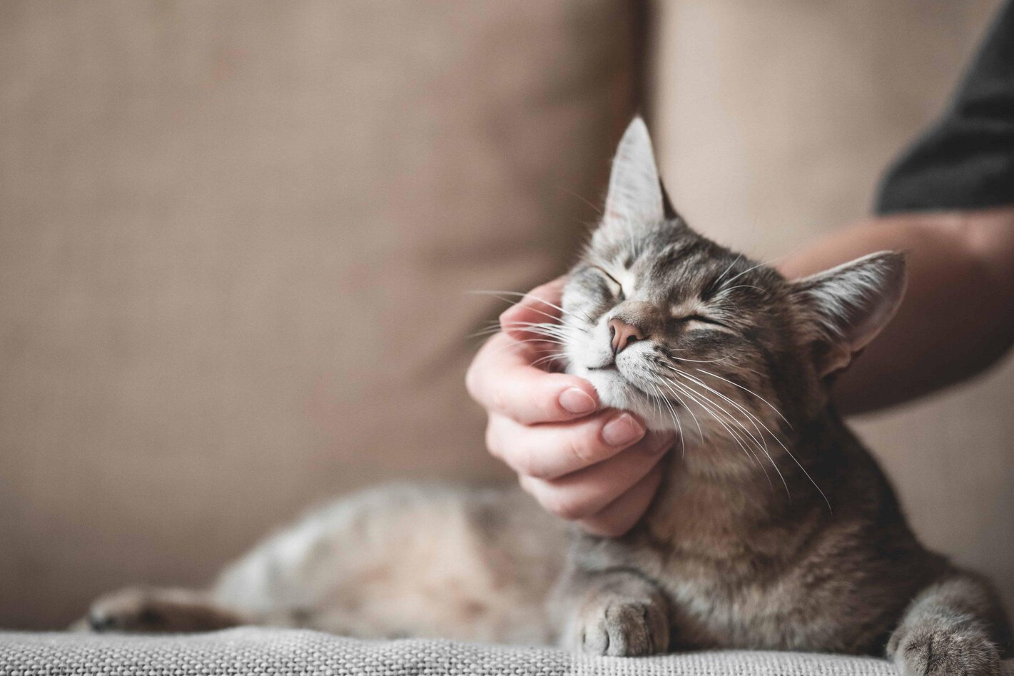 Lethargy in cats