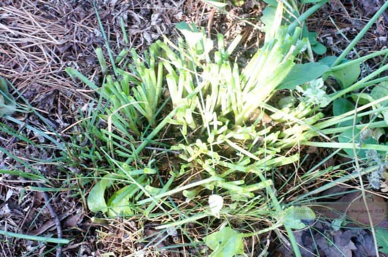 How to Dry Chives: Freezing, Sun Drying, and Storing