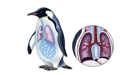 Key Stages In The Life Cycle Of Emperor Penguins