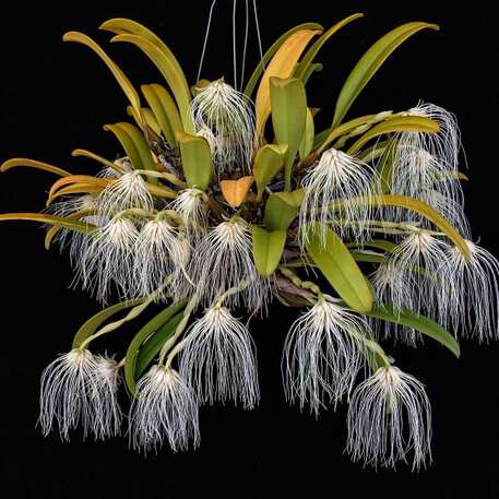 30 Bulbophyllum Orchids: Identification and Care Essentials | Succulent ...