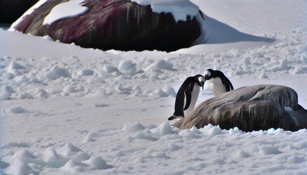 5 Extremely Messed Up Penguin Behaviors You Won't Believe