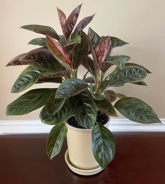 55 Aglaonema Varieties (Chinese Evergreen Ultimate Guide) | Houseplant ...