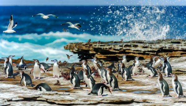 How To Understand The Life Cycle Of Adelie Penguins