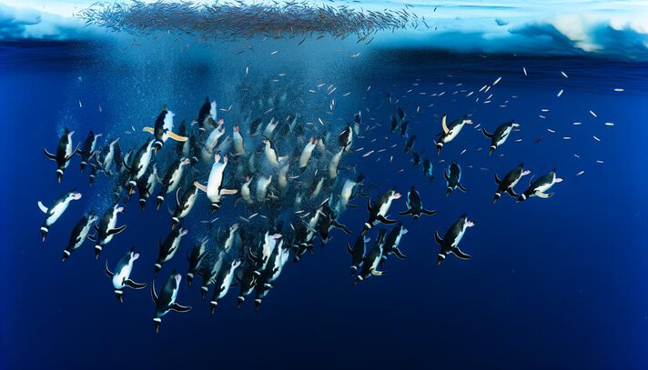 How Do Penguins Get Their Food: A Step-by-Step Guide To Feeding Techniques