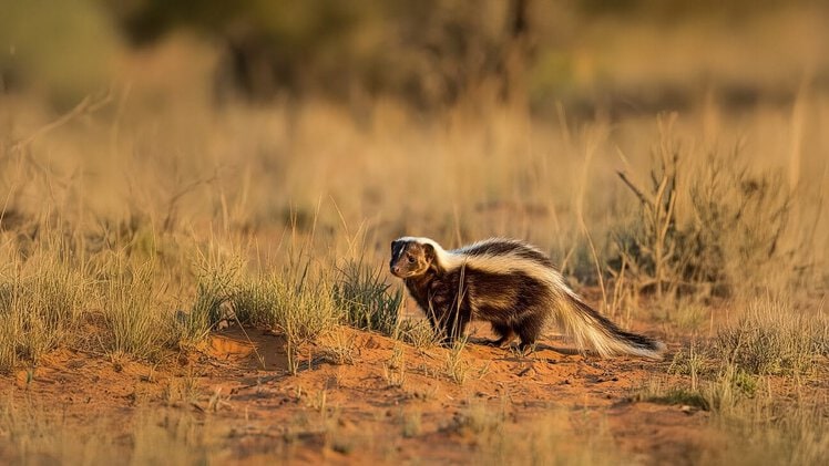 The Striped Polecat: Adaptations, Threats, Survival 25