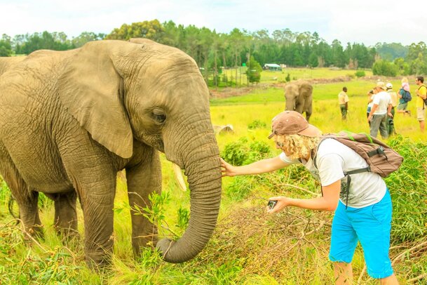 17 African Safari Theme Ideas That Inspire Adventure - Africa Wanderlust