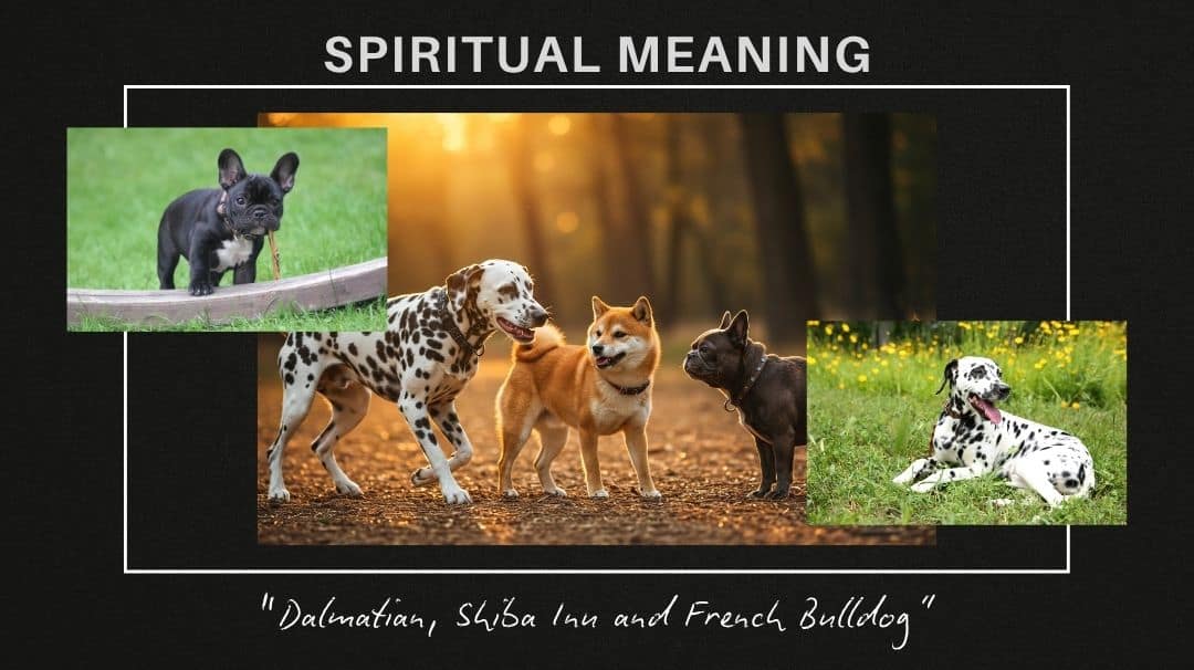 Spiritual Meaning Of Dog Death: What Your Pet’s Passing Is Really Trying To Tell You | Spavelous