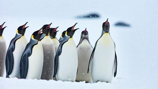 Key Stages In The Life Cycle Of Emperor Penguins
