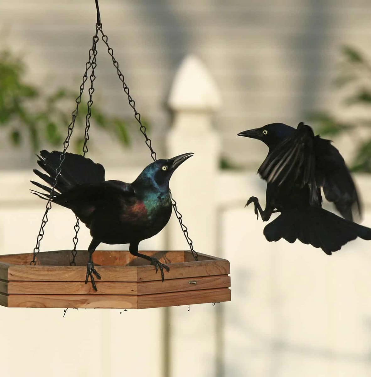 12 Signs You're Overfeeding Your Backyard Birds