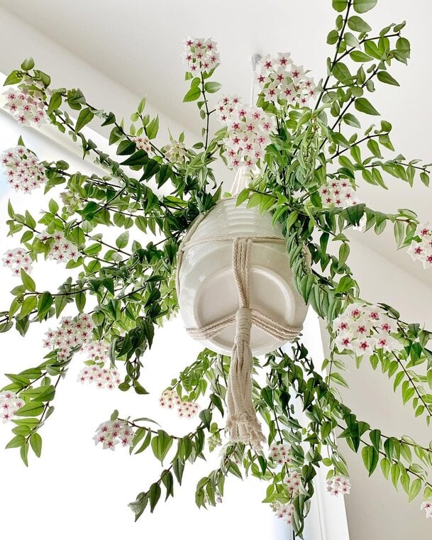 15 Top Hoya Plants That Look Amazing in Hanging Pots | Houseplant Alley