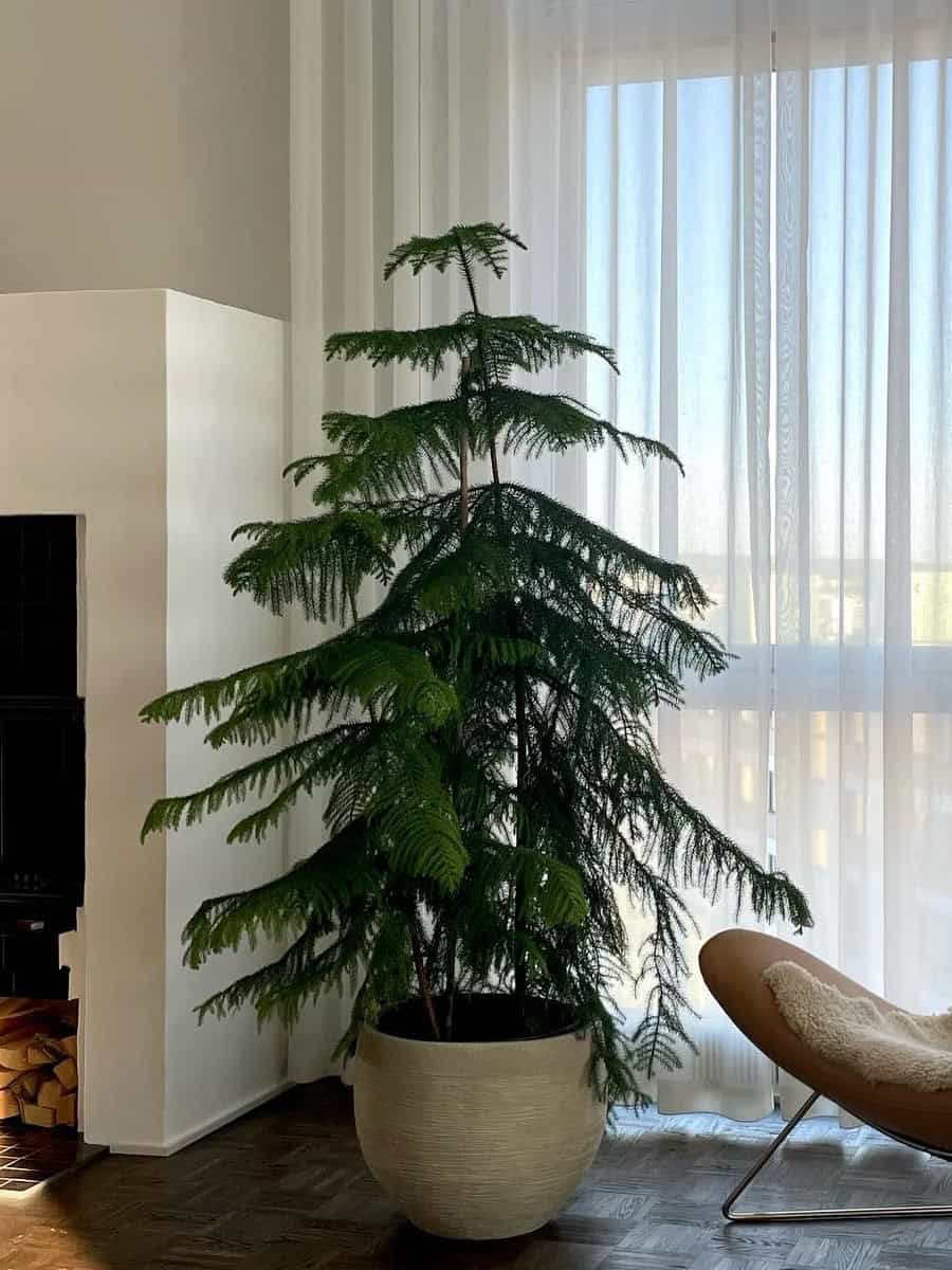 25 Best Tall Plants For Balcony Privacy | Houseplant Alley