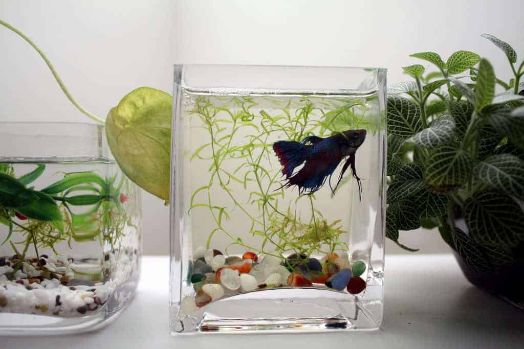 betta bowl