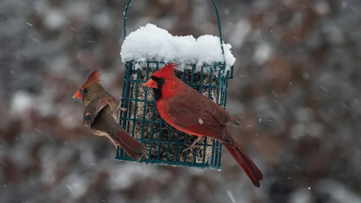 13 Ways to Attract Cardinals Without Spending a Fortune