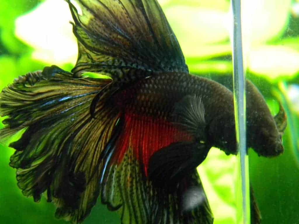 rose betta