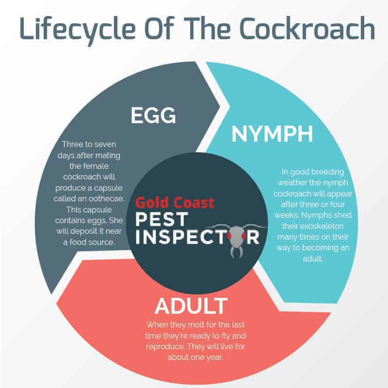 cockroach life cycle time