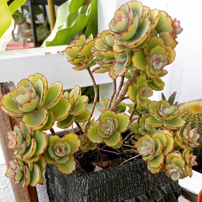 40 Different Kalanchoe Varieties with Pictures | Succulent Alley