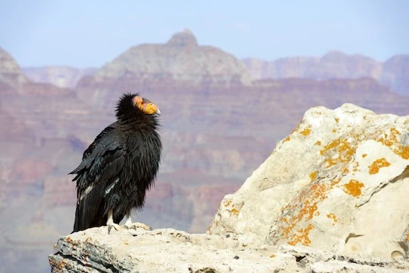 Grand Canyon Animals Go Grand Canyon